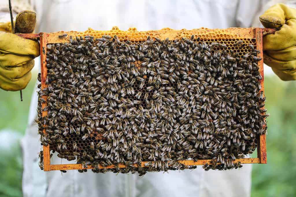 Bee Friendly Tips - The Honeybee Man Ltd