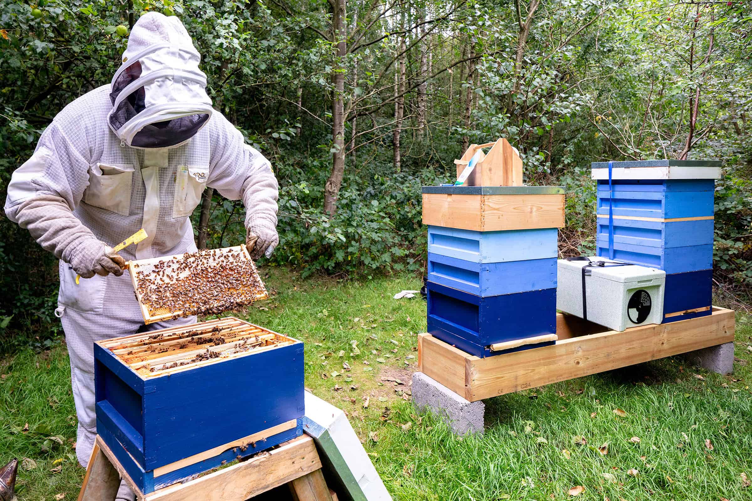Bees For Business - The Honeybee Man Ltd